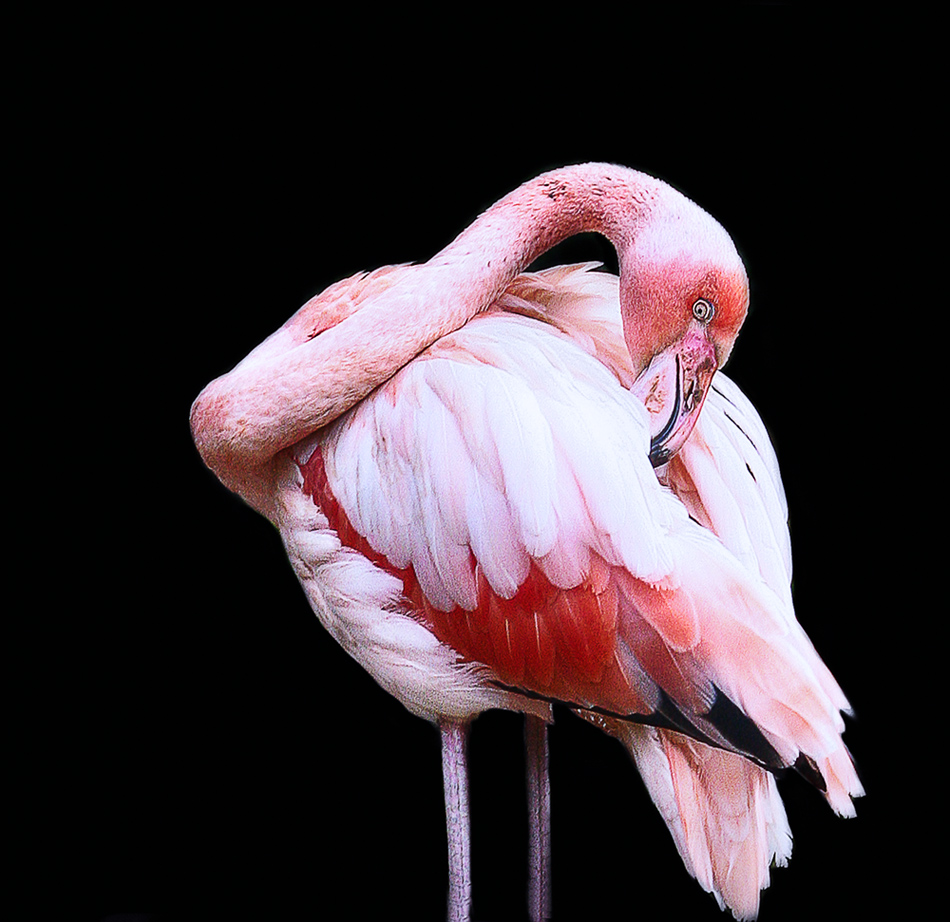 Flamant. photo et image | animaux, nature, portrait Images fotocommunity