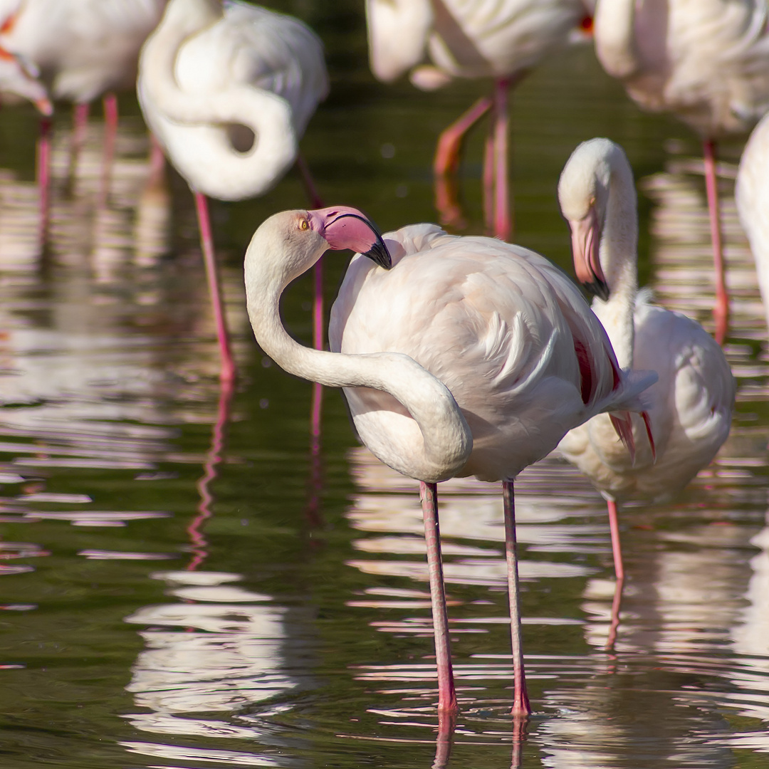 Flamant rose photo et image | europe, france, provence-alpes-côte d ...