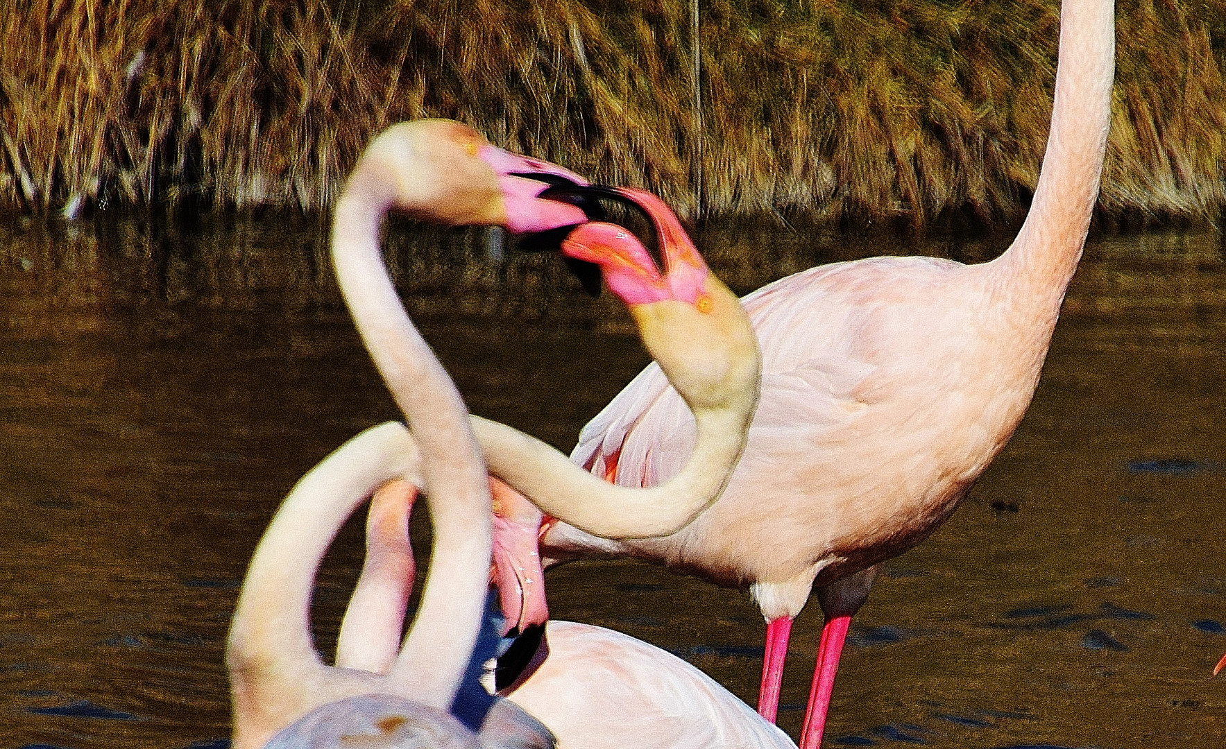 Flamants 1 photo et image | nature, animaux, oiseaux Images fotocommunity