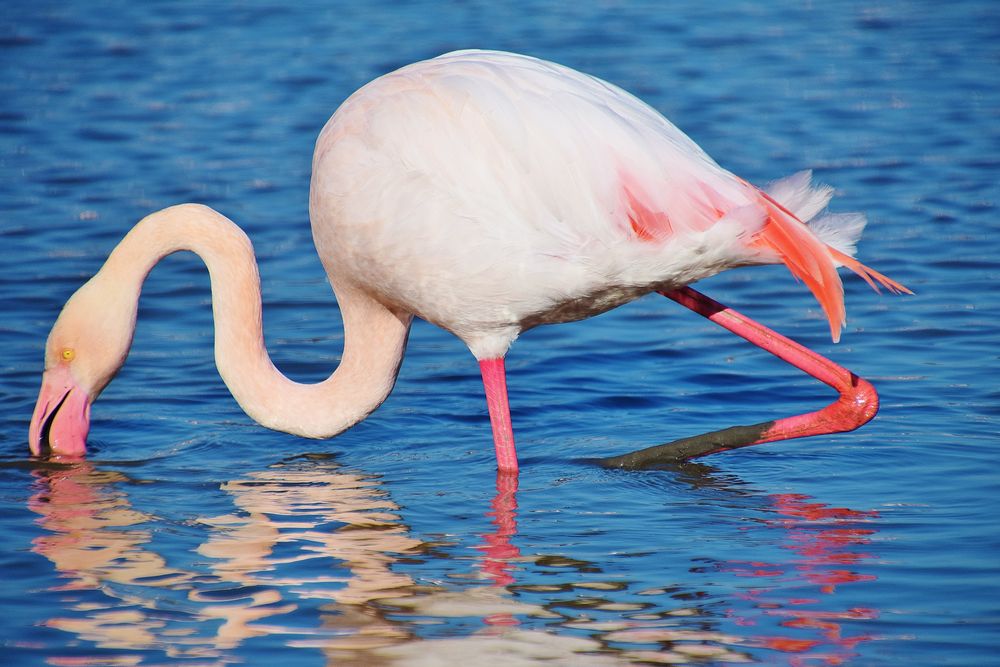 Flamants 2 photo et image | animaux, animaux sauvages, oiseaux Images ...
