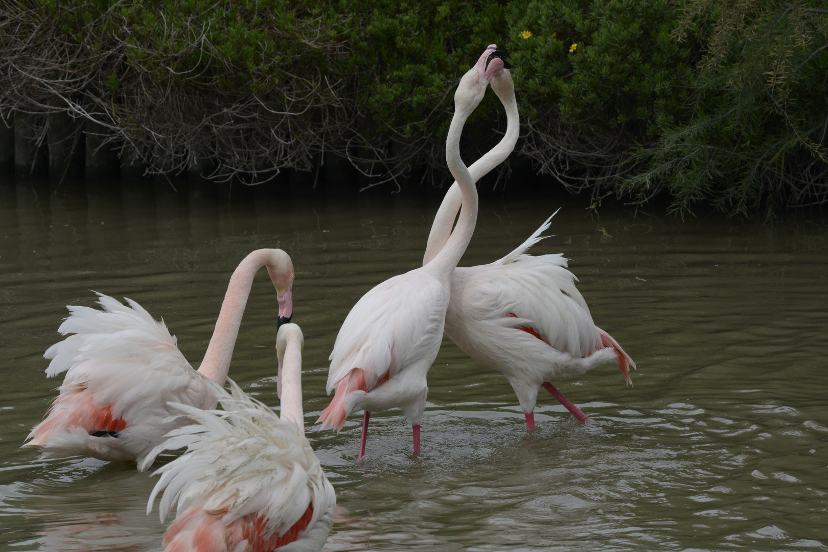 flamants roses pendant les parades photo et image | animaux, animaux ...