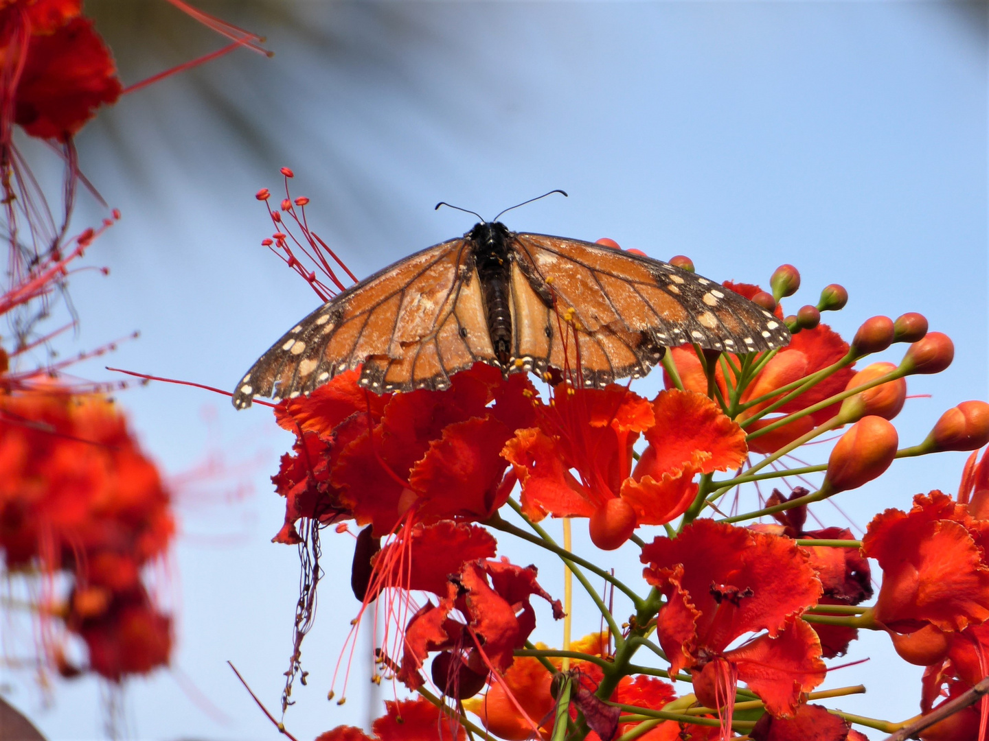 Flambó mit Monarchfalter... Foto & Bild | projekte, 3 ...