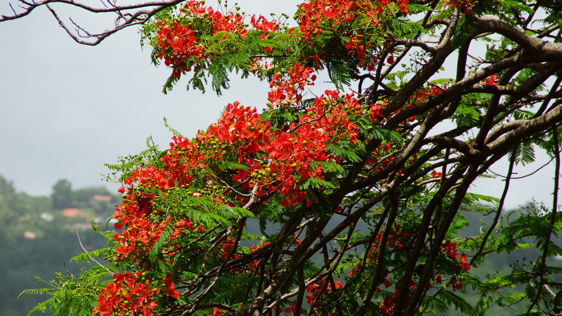 Flamboyant Foto & Bild | north america, central america, caribbean sea ...