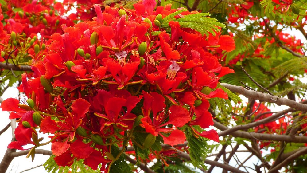 Flamboyant photo et image | les saisons, eté, arbres Images fotocommunity