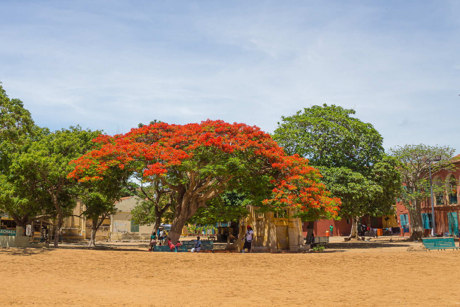 Flamboyant Foto & Bild | bäume, afrika, dakar Bilder auf fotocommunity
