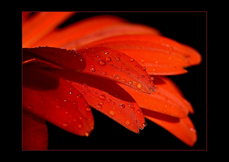 Flaming red Foto & Bild | nah- & makro, techniken, aufnahme-techniken ...