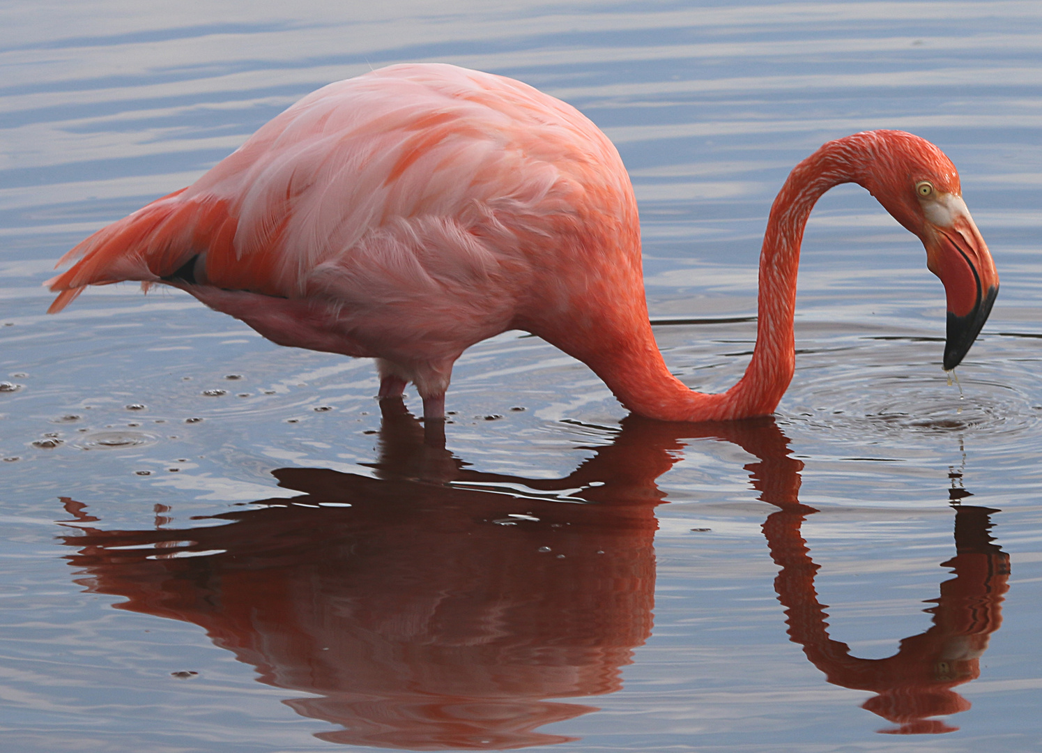 Flamingo Foto & Bild | tiere, wildlife, wild lebende vögel Bilder auf ...