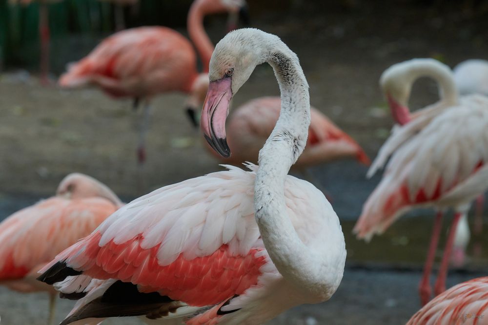Flamingo Foto & Bild | deutschland, europe, niedersachsen Bilder auf ...
