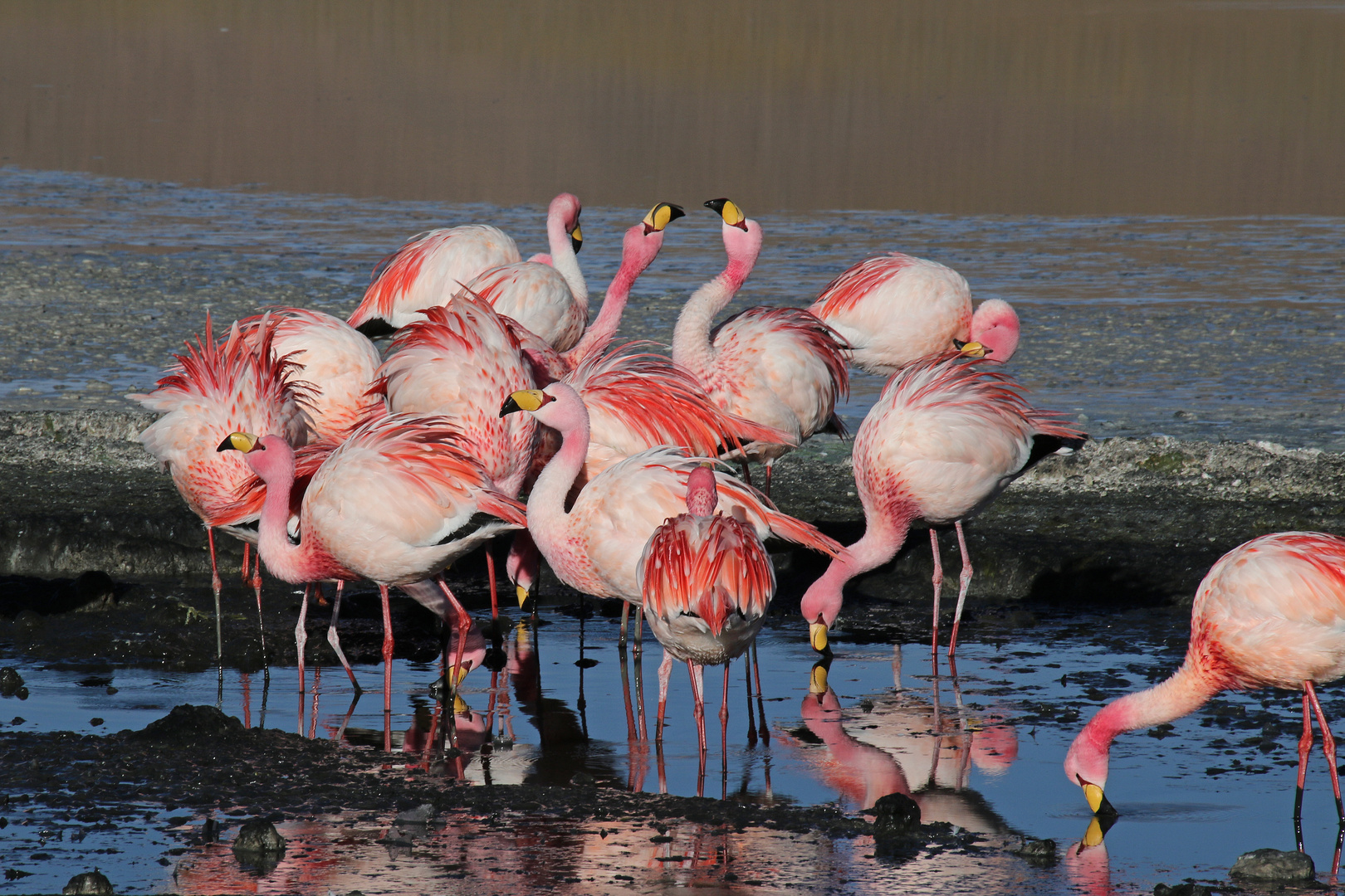 Flamingo 8 Foto & Bild | world, natur, landschaft Bilder auf fotocommunity