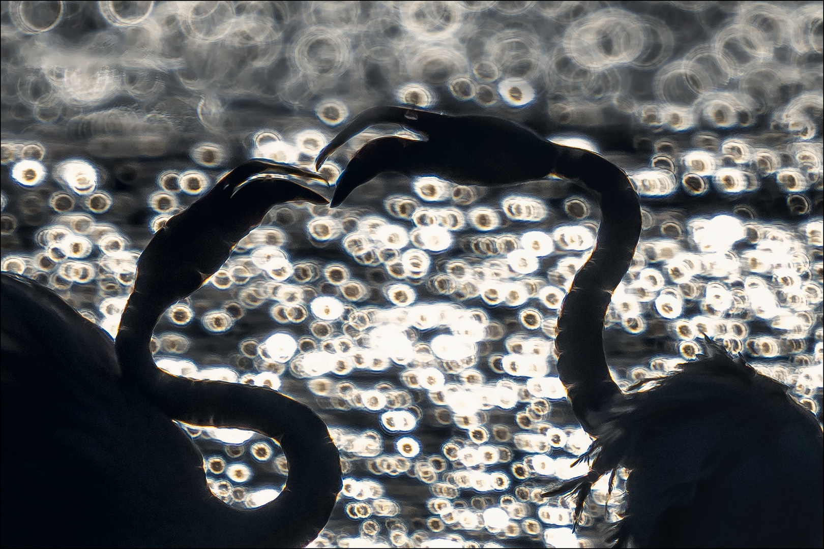 Flamingo Foto & Bild | fotos, nature, april Bilder auf fotocommunity