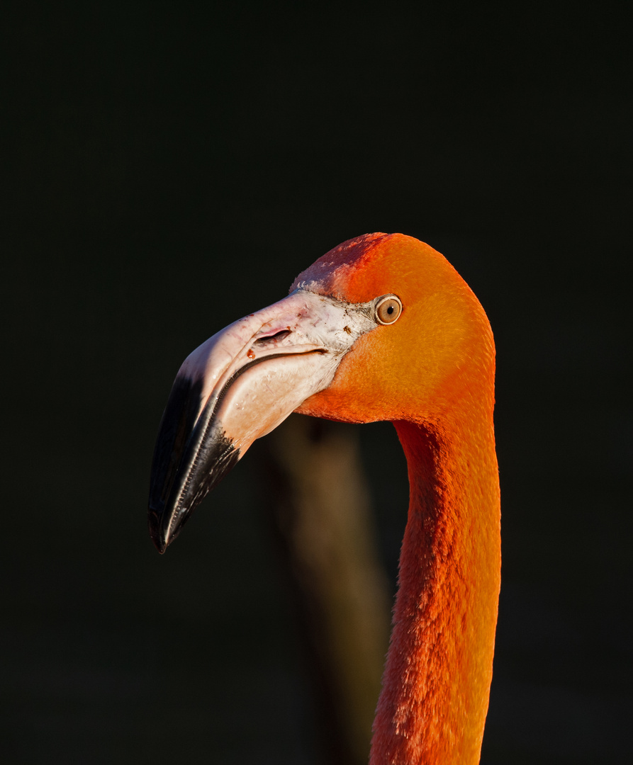 Flamingo Foto & Bild | natur, zoo, tiere Bilder auf fotocommunity