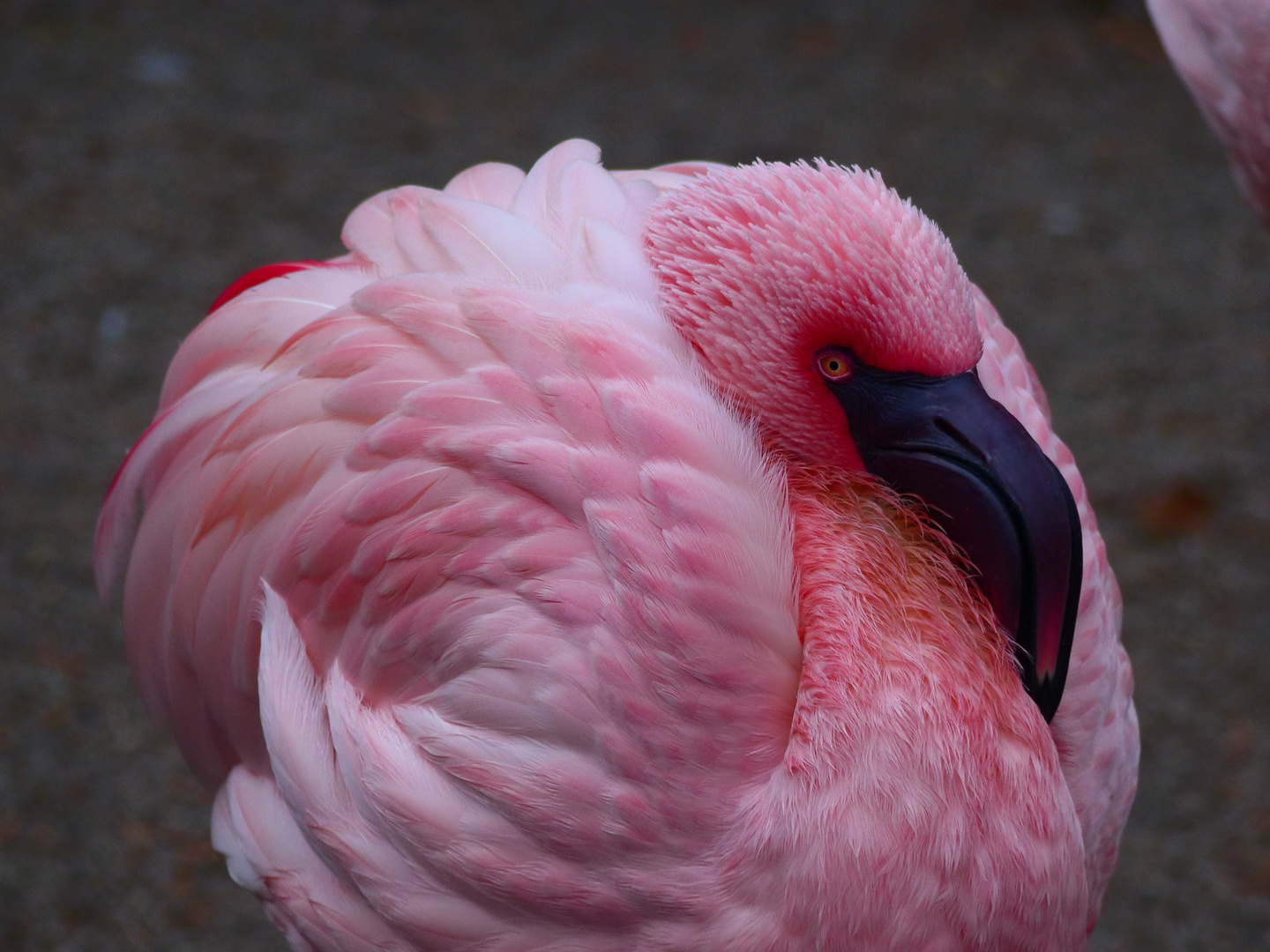 - Flamingo im Portrait - Foto & Bild | tiere, zoo, wildpark & falknerei ...