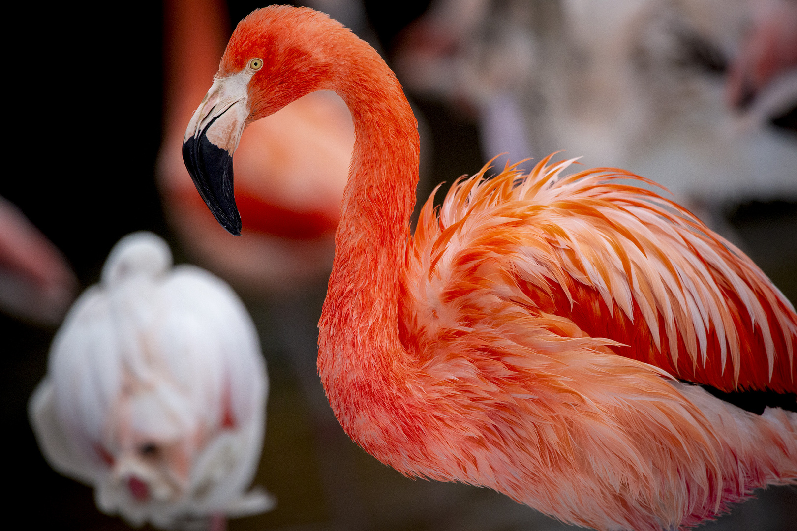Flamingo im Zoo Hannover Foto & Bild | tiere, wildlife, wild lebende ...