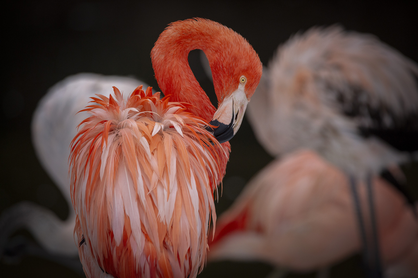 Flamingo im Zoo Hannover Foto & Bild | tiere, wildlife, wild lebende ...