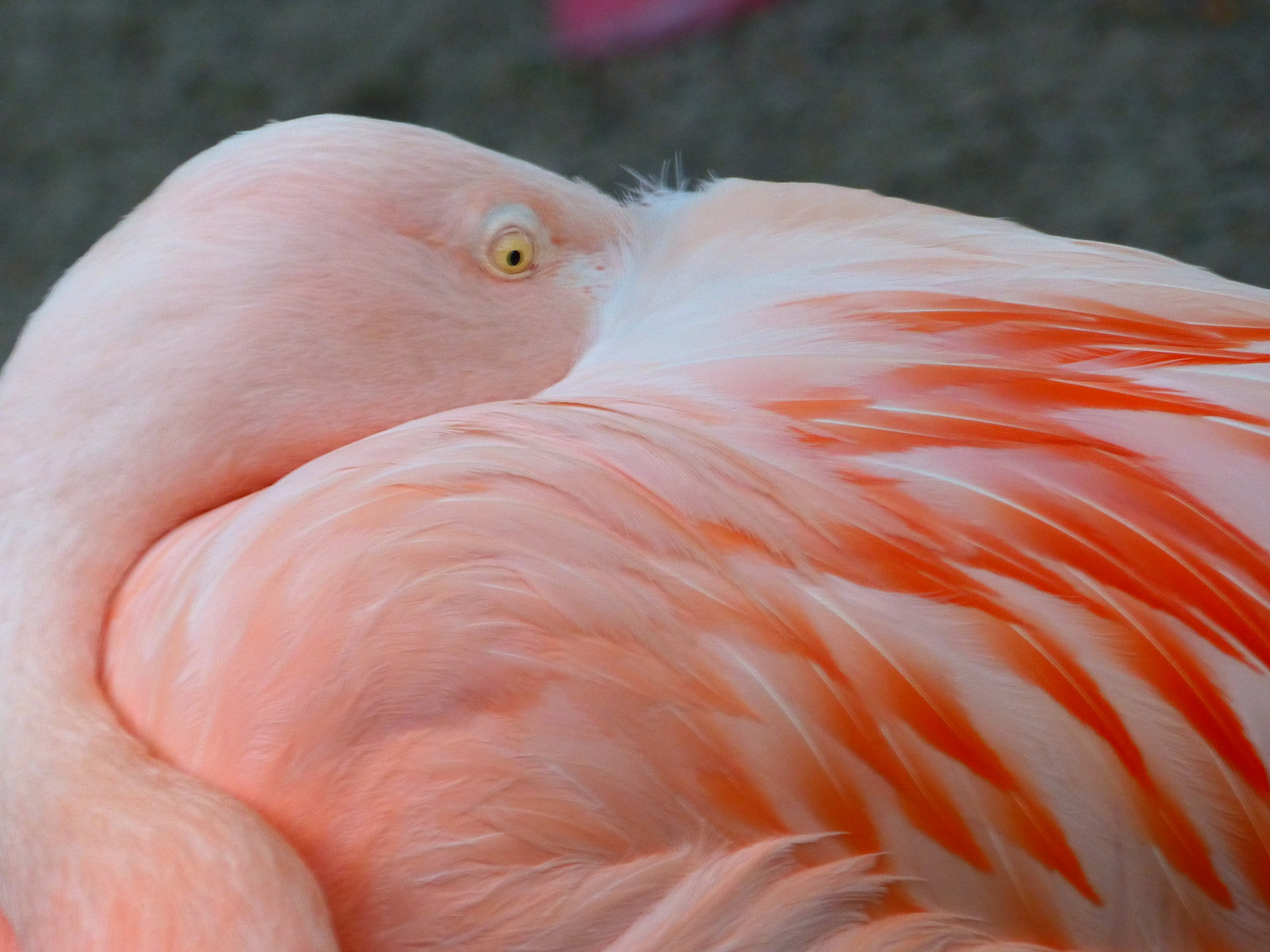 - Flamingo Portrait - Foto & Bild | tiere, tierdetails, natur Bilder ...