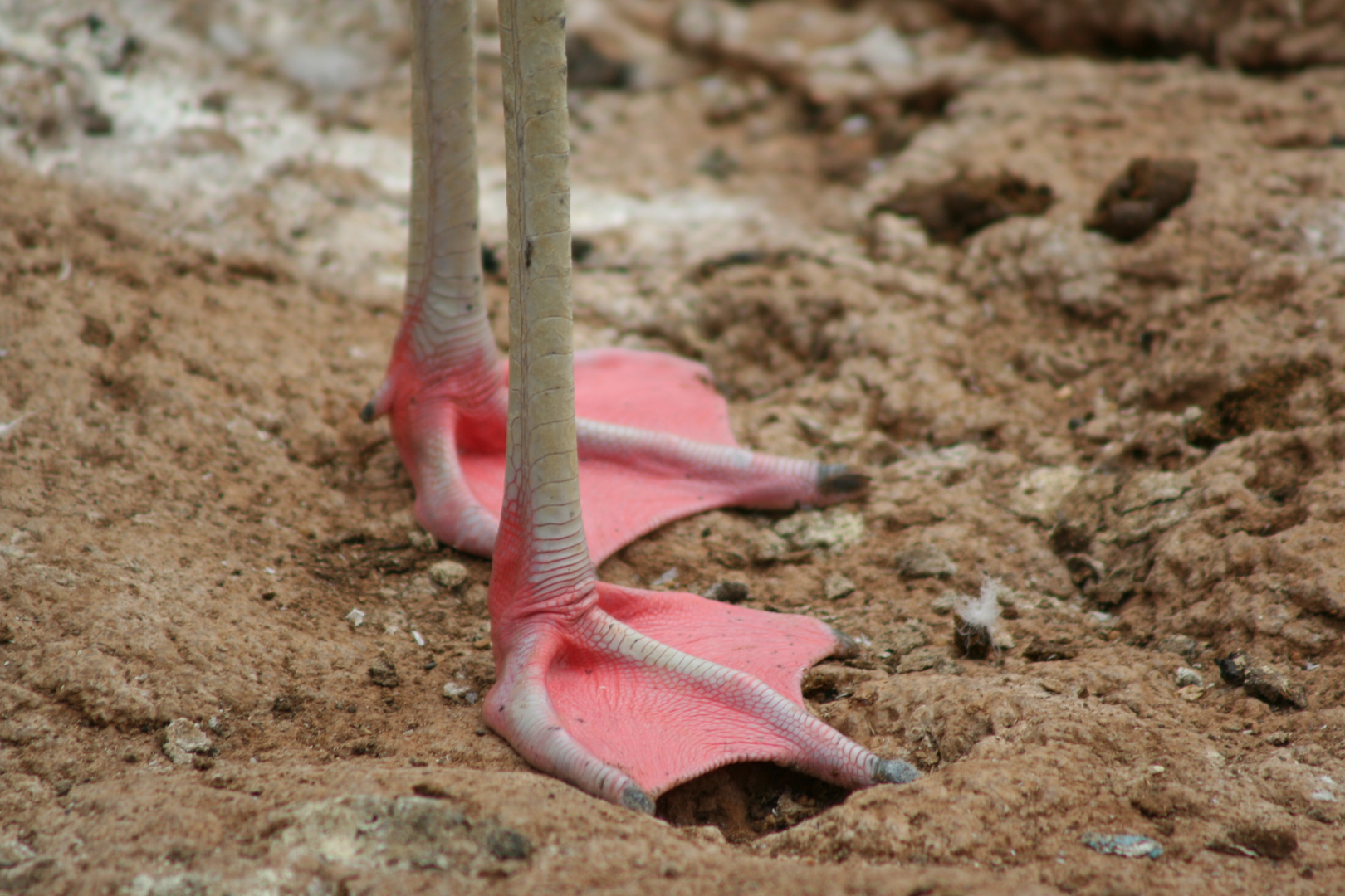 Flamingofüße Foto & Bild | tiere, tierdetails, natur Bilder auf ...