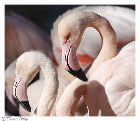 Thomas Stoy - Fotos & Bilder - Fotograf aus Antdorf, Deutschland ...
