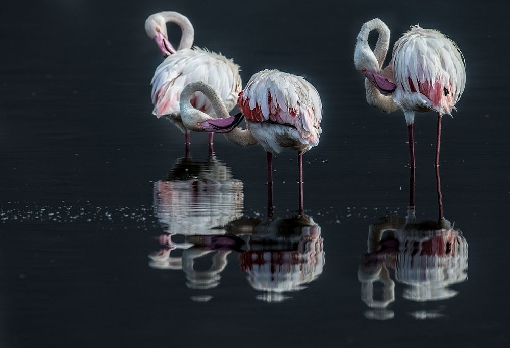 Flamingos Foto & Bild | tiere, wildlife, wild lebende vögel Bilder auf ...