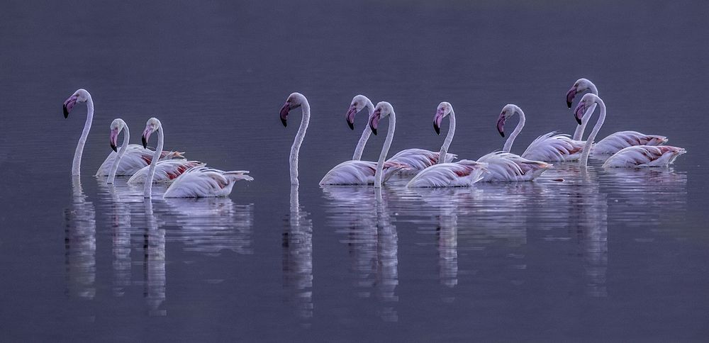 Flamingos Foto & Bild | tiere, wildlife, wild lebende vögel Bilder auf ...