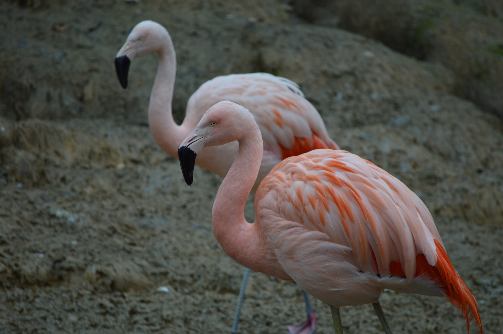 Flamingos Foto & Bild | tiere, zoo, wildpark & falknerei, vögel Bilder ...