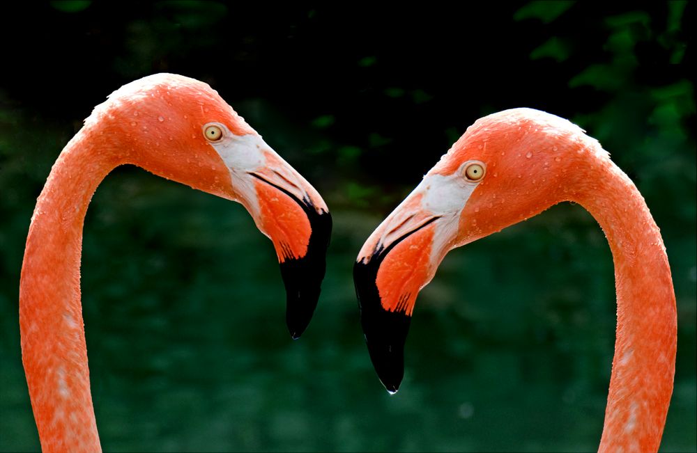 Flamingos Foto & Bild | tiere, zoo, wildpark & falknerei, natur Bilder ...