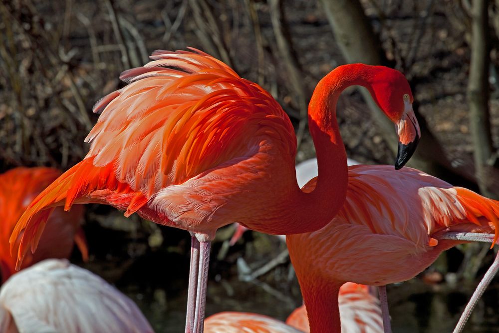 Flamingos Foto & Bild | tiere, zoo, wildpark & falknerei, vögel Bilder ...