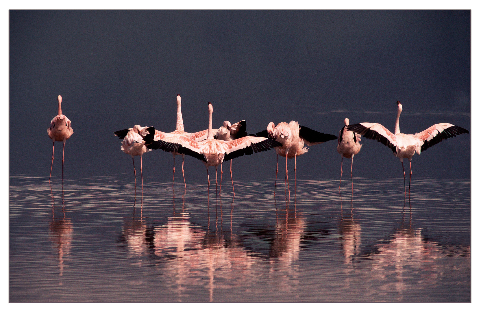 Flamingos Foto & Bild | tiere, wildlife, wild lebende vögel Bilder auf ...