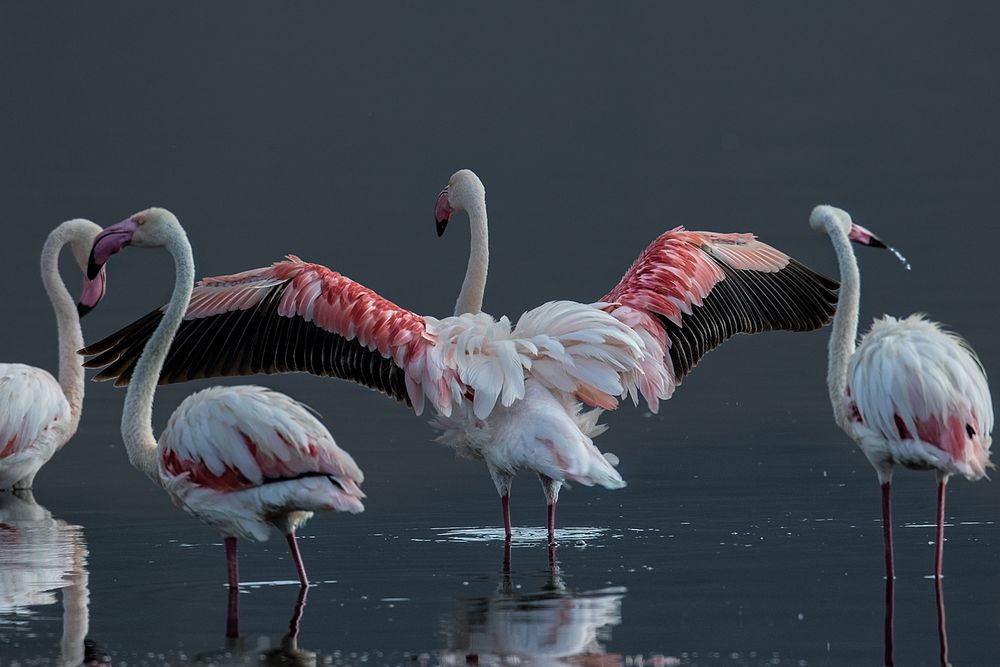 Flamingos Foto & Bild | tiere, wildlife, wild lebende vögel Bilder auf ...