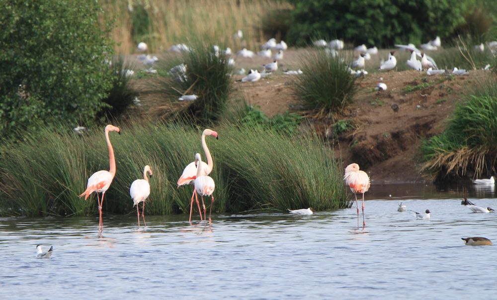Flamingos in Deutschland Foto & Bild | tiere, wildlife, wild lebende ...