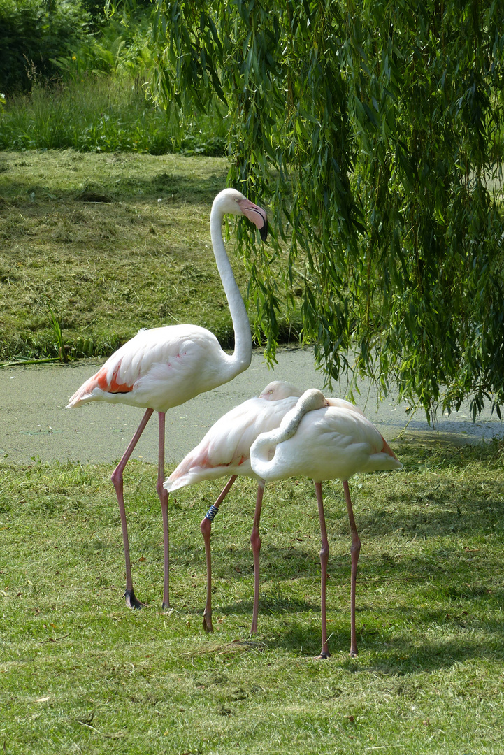 Flamingos - Juni 2016 Foto & Bild | natur, flamingo, tiere Bilder auf ...