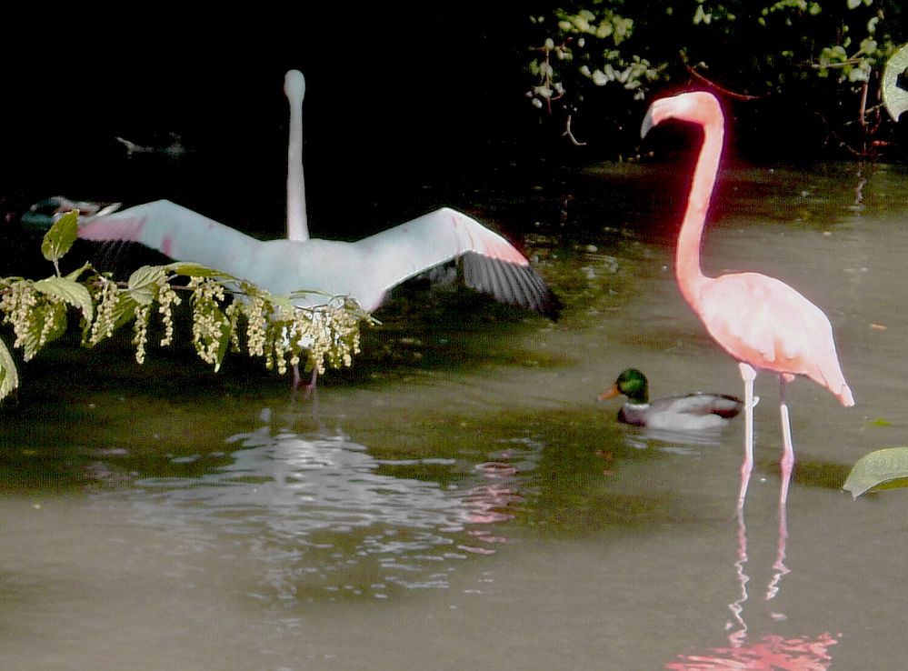 FLAMINGOS SCENE 27 Foto & Bild | flamingos Bilder auf fotocommunity