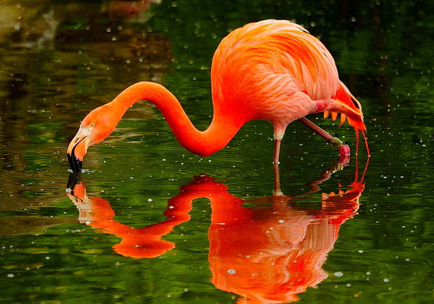 Flammender Flamingo Foto & Bild | natur, tiere, motive Bilder auf ...