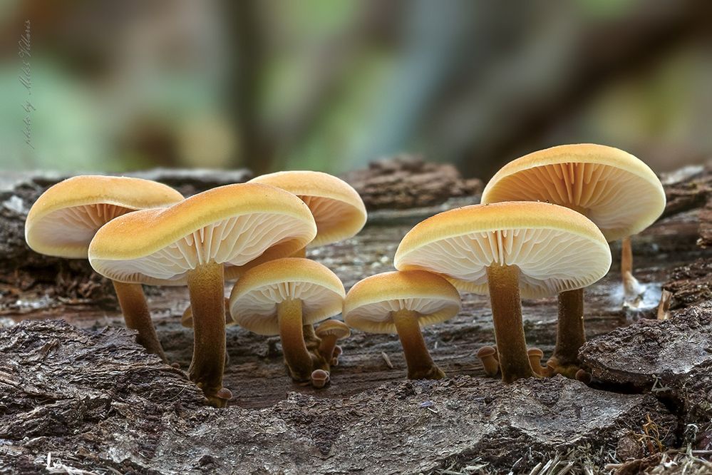 Flammulina sp. photo & image | nature, makro, fungi images at photo ...