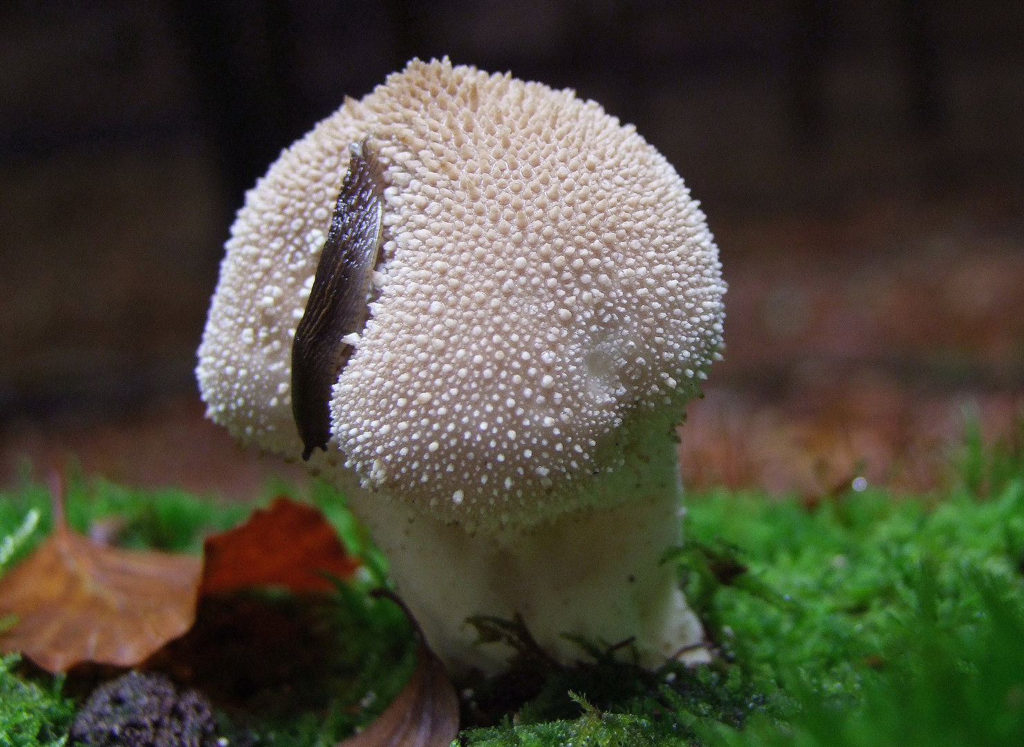 Flaschen-Stäubling mit Besuch Foto & Bild | deutschland, europe ...