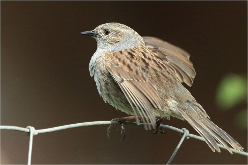 Flatter - Männchen Foto & Bild | tiere, wildlife, wildlife luder ...