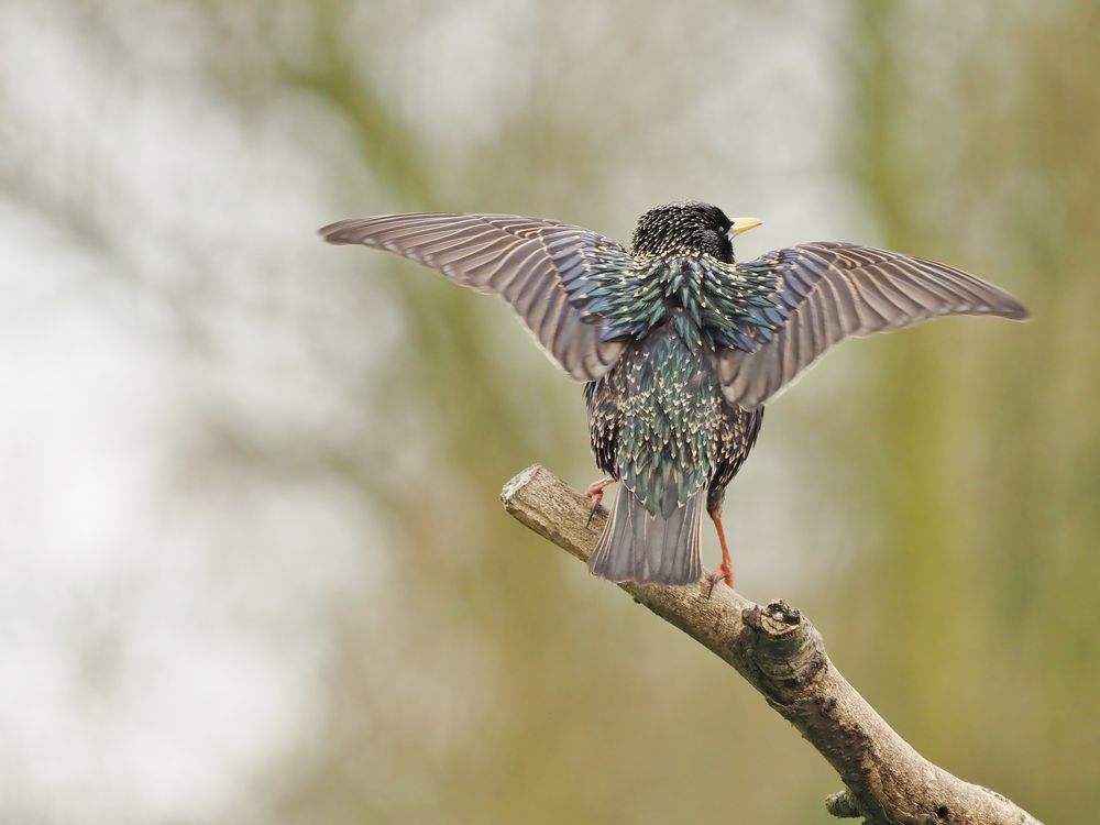 Flattert gut.... Foto & Bild | tiere, wildlife, wild lebende vögel ...