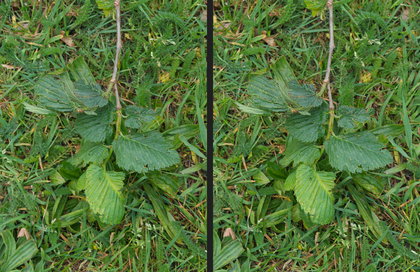 Flatterulme Ulmus laevis (3D X-Blick) Foto & Bild | spezial, kreuzblick ...