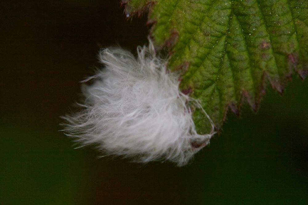 Flaum Foto & Bild | natur, feder, vogel Bilder auf fotocommunity