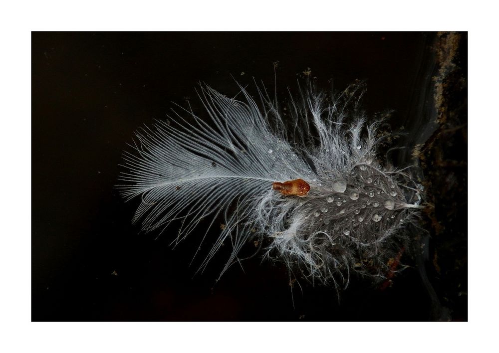 Flaum Foto & Bild | art, world, spezial Bilder auf fotocommunity