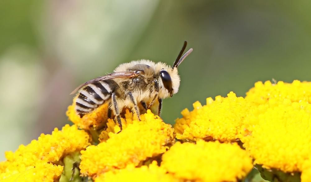 flauschig :-) Foto & Bild | natur, insekten, tiere Bilder auf fotocommunity