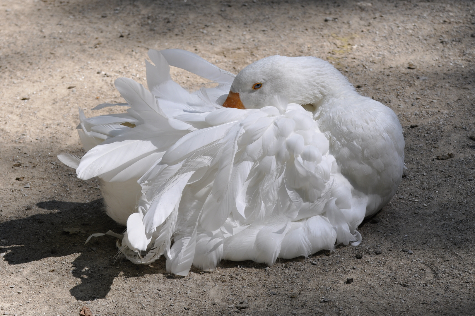 Flauschig - weich --- Foto & Bild | tiere, wildlife, wild lebende vögel ...