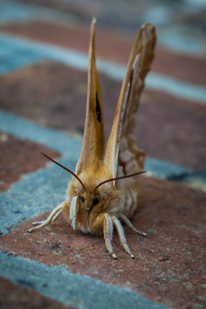 Flauschige Motte Foto & Bild | tiere, wildlife, schmetterlinge Bilder ...