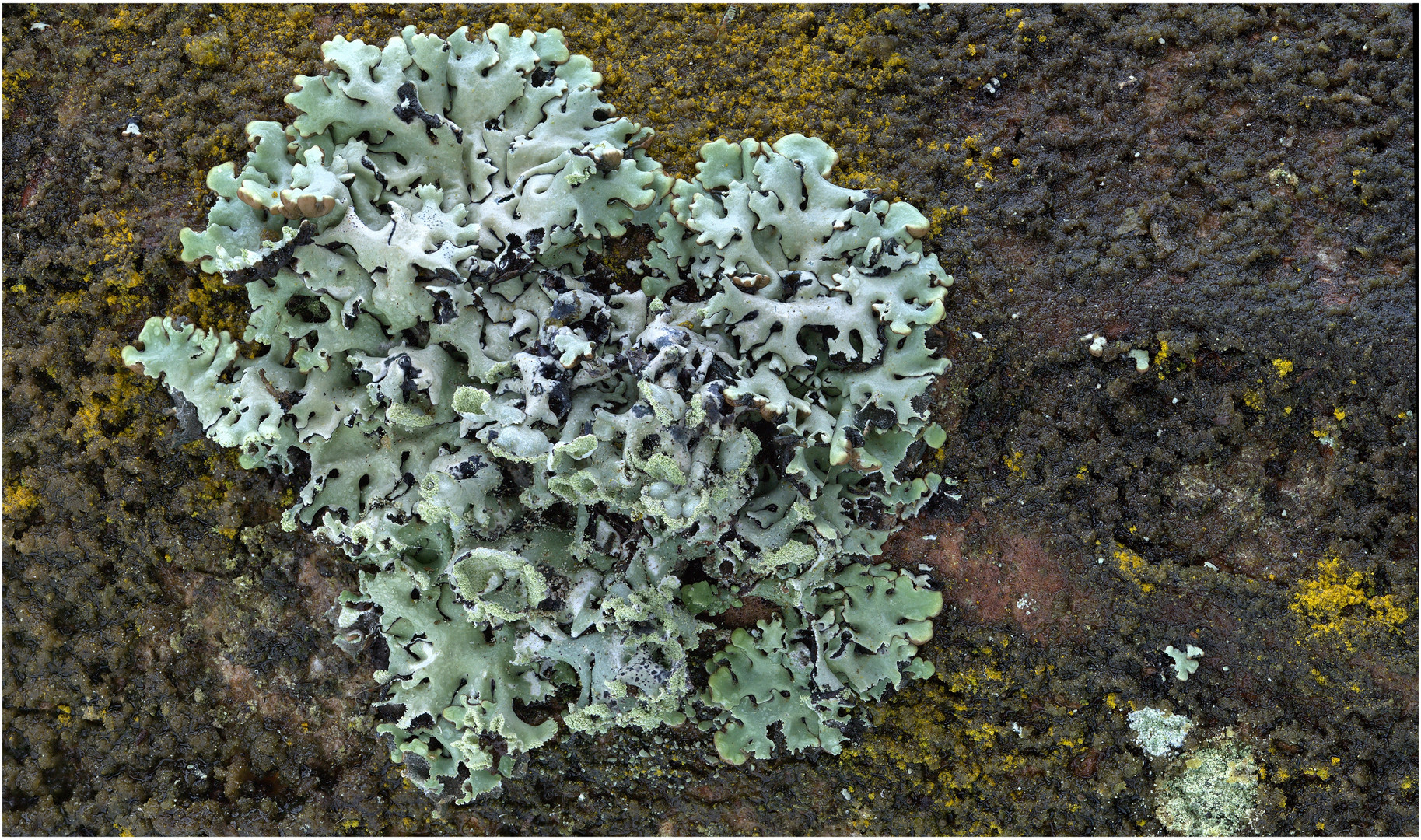 Flechte Foto & Bild | fotos, wald, outdoor Bilder auf fotocommunity