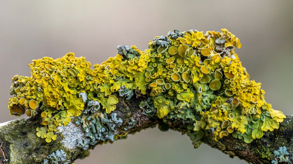 Flechte Foto & Bild | pflanzen, pilze & flechten, landschaft, bäume Bilder auf fotocommunity