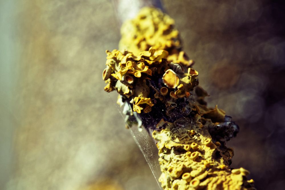 Flechte Foto & Bild | park, makro, natur Bilder auf fotocommunity