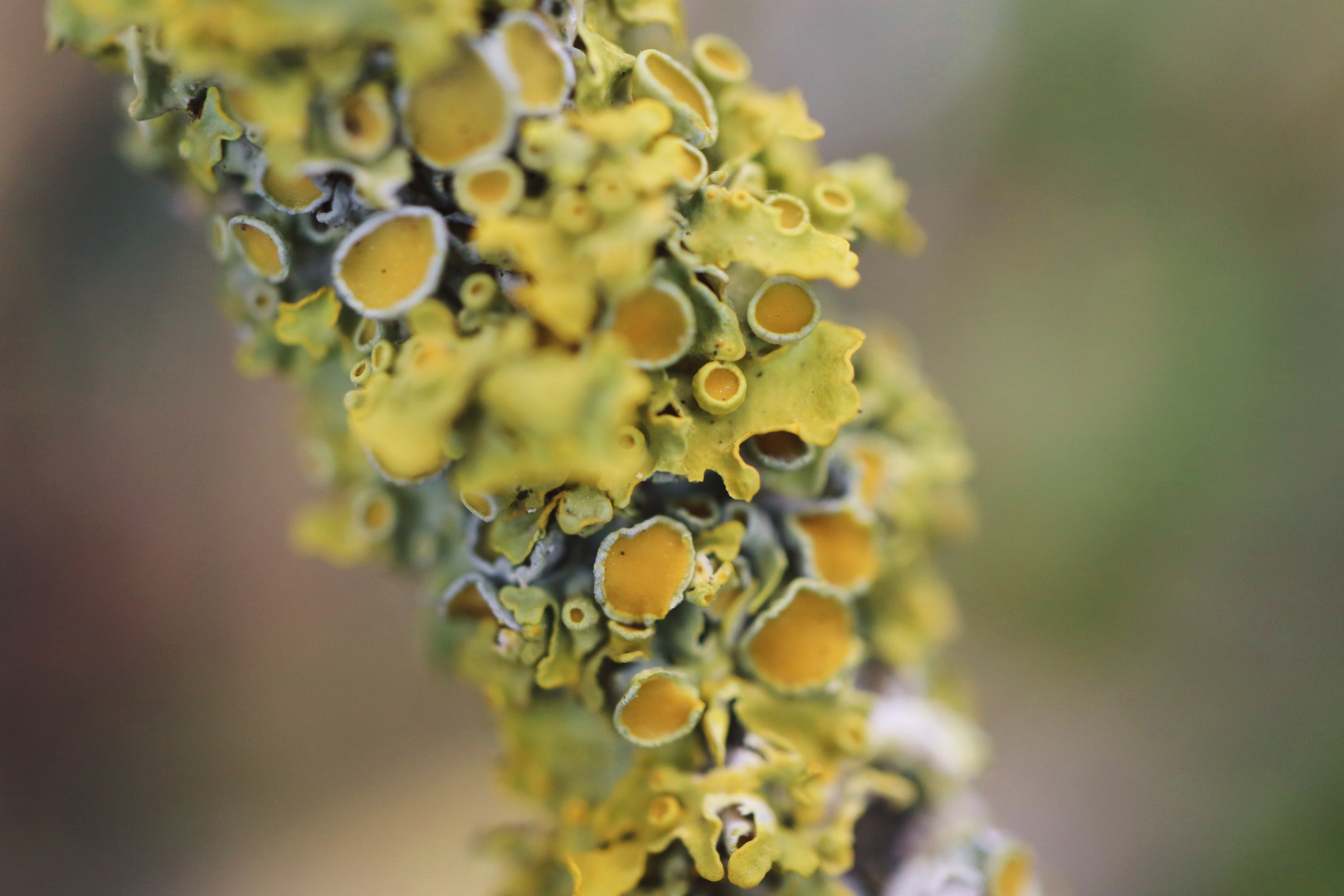 Flechte | Makrofotografie Foto & Bild | nah- & makro, techniken, aufnahme-techniken Bilder auf ...