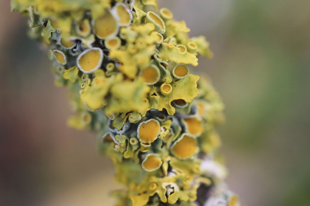 Flechte | Makrofotografie Foto & Bild | nah- & makro, techniken ...