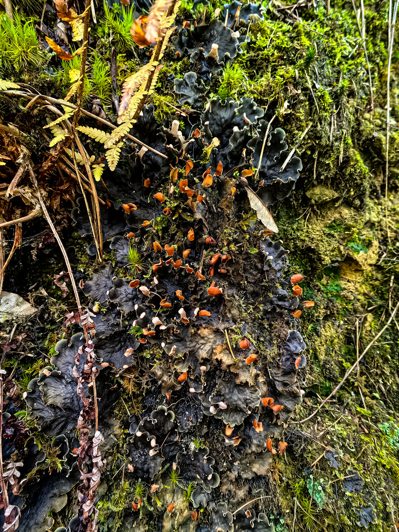Flechte peltigera membranacea Foto & Bild | fotos, makro, natur Bilder ...