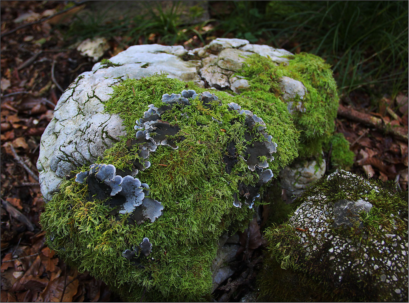 Flechte und Moos teilen sich einen Felsen. Foto & Bild | pflanzen, pilze & flechten, pilze ...