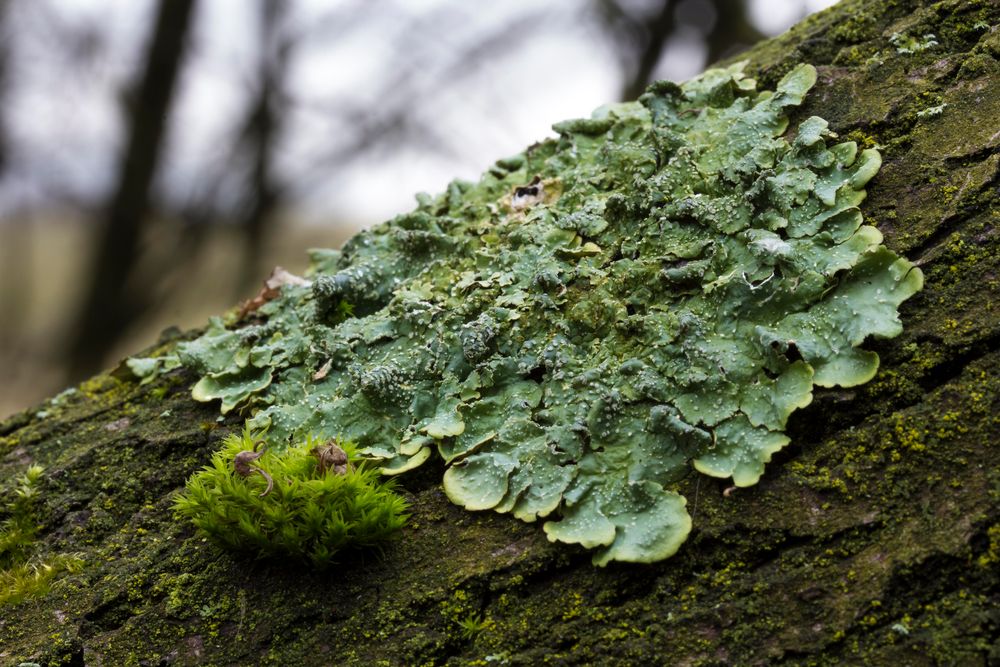 Flechten Foto & Bild | pflanzen, pilze & flechten, pilze & flechten, baum Bilder auf fotocommunity